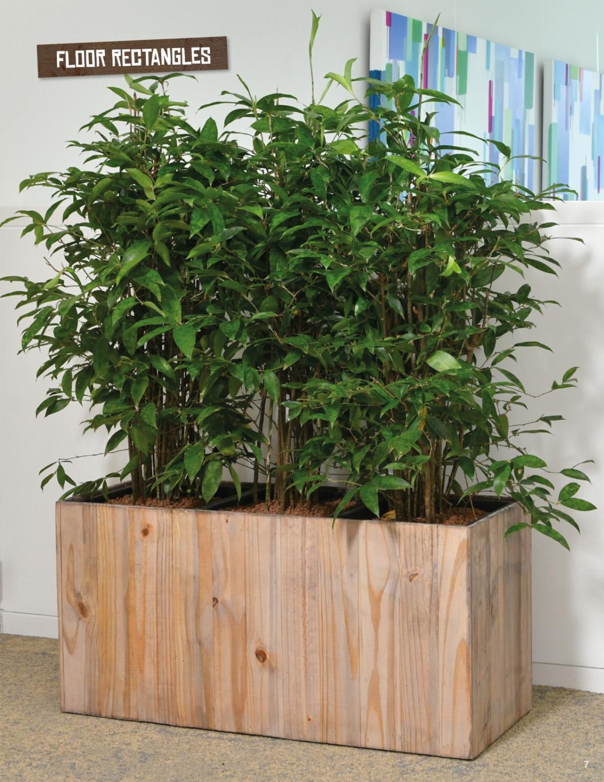 Just Arrived From Florida 7' Column Ficus Lyrata Interior Office Plants ...