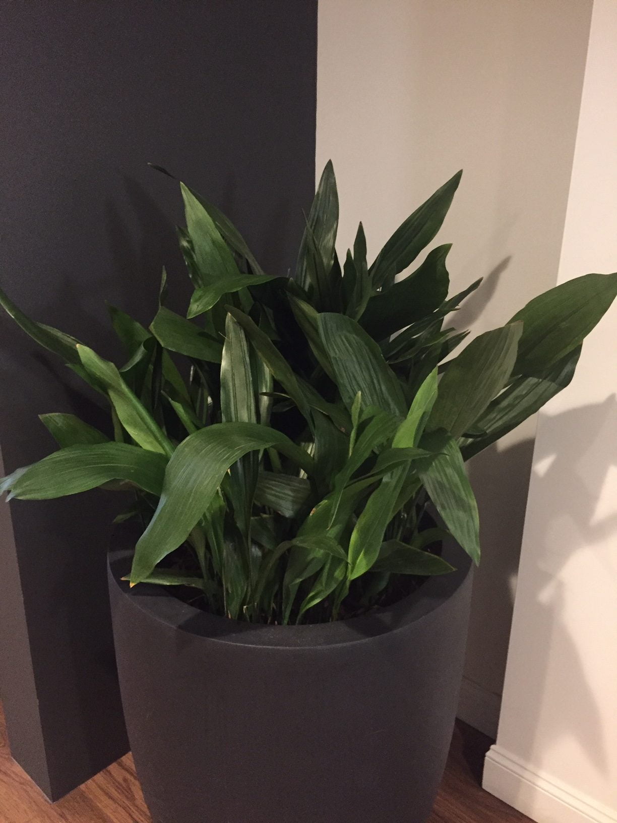 Capital Carpet Wilmington, MA Testimonial - Plantscape Designs, Inc.