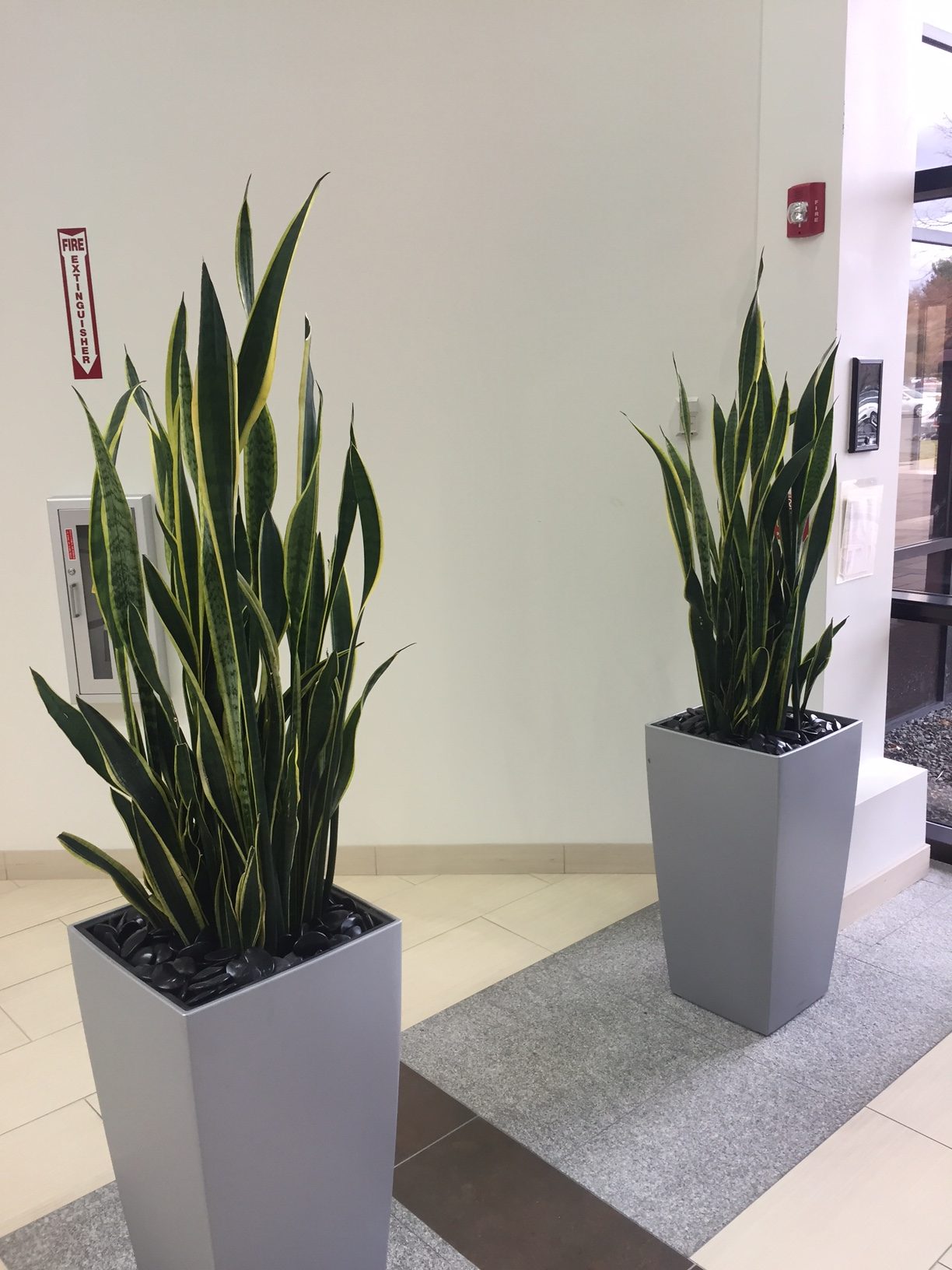 Testimonial Ministry of Supply Boston Massachusetts - Plantscape ...