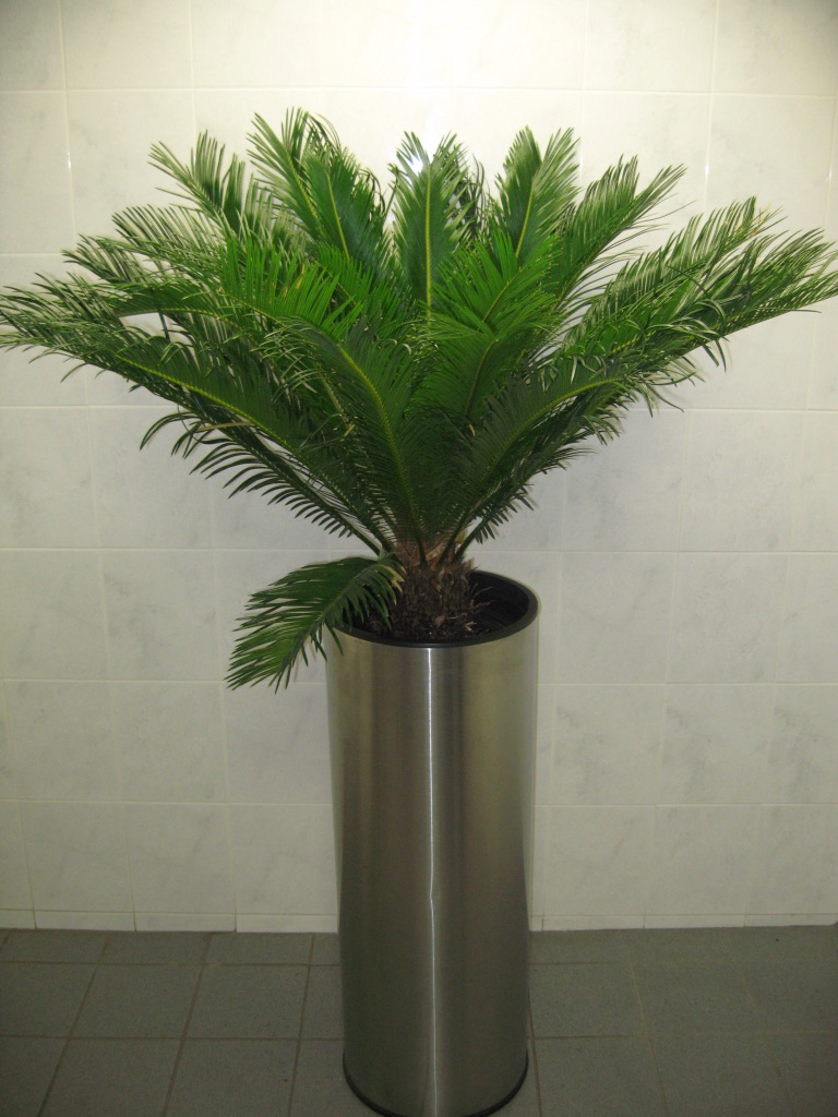 Plantscape Designs Inc Interior Plant & Planter recycling programs ...