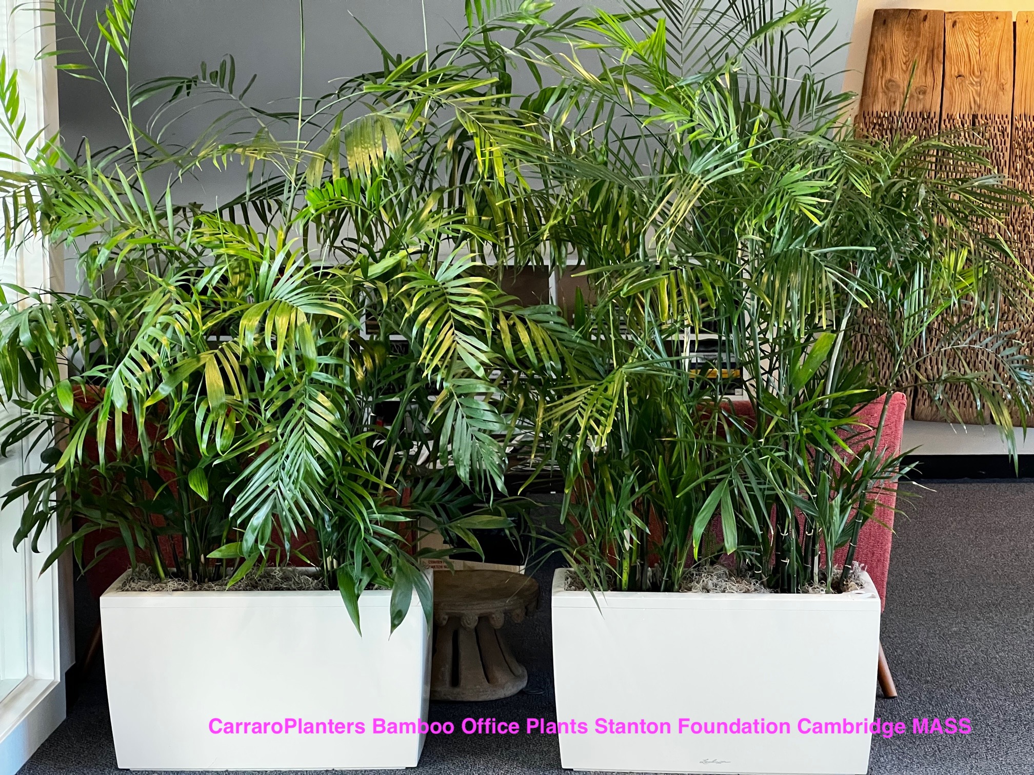 Testimonial/ Cambridge Massachusetts - Plantscape Designs, Inc.